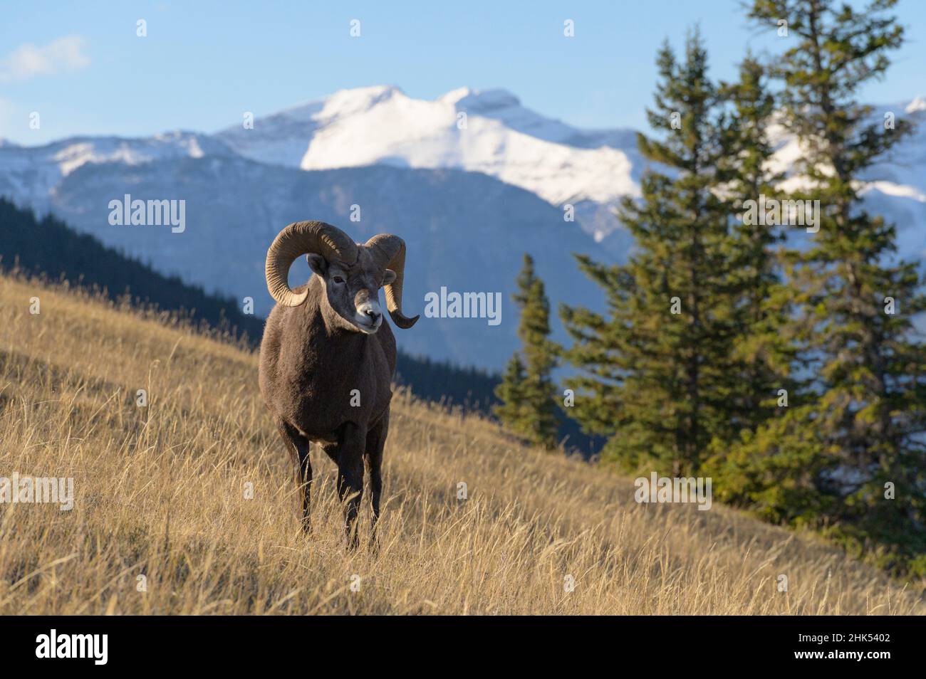 Rocky Mountain Bighorn Sheep Ram (Ovis canadensis), Jasper National ...