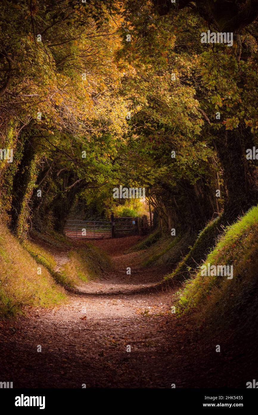 Tree tunnel with autumn colours at Halnaker Mill, Sussex, England ...