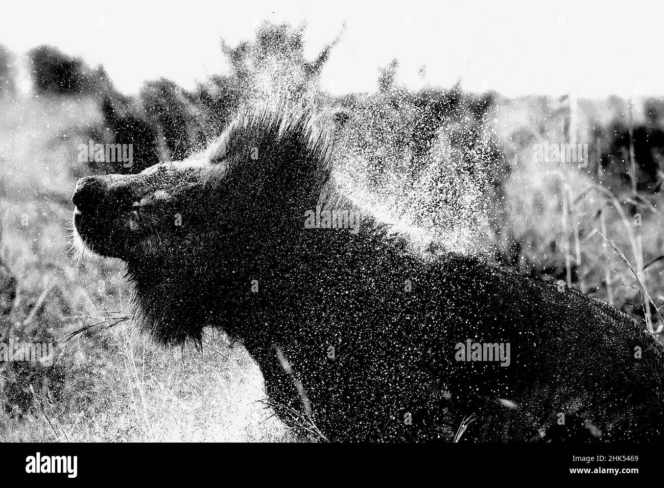 Shaking Mane High Resolution Stock Photography and Images - Alamy