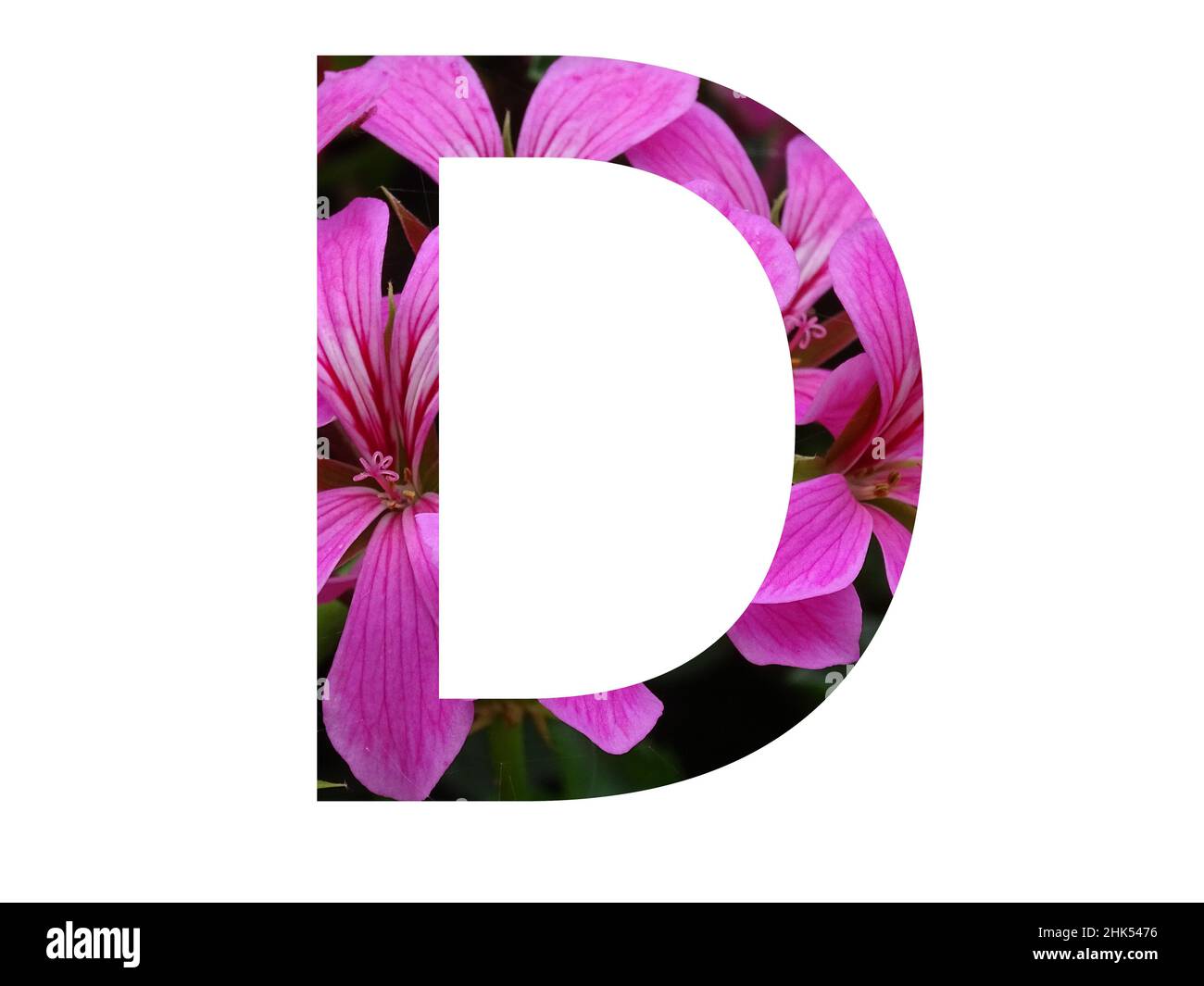 Letter D of the alphabet made with a pink flower of pelargonium ...