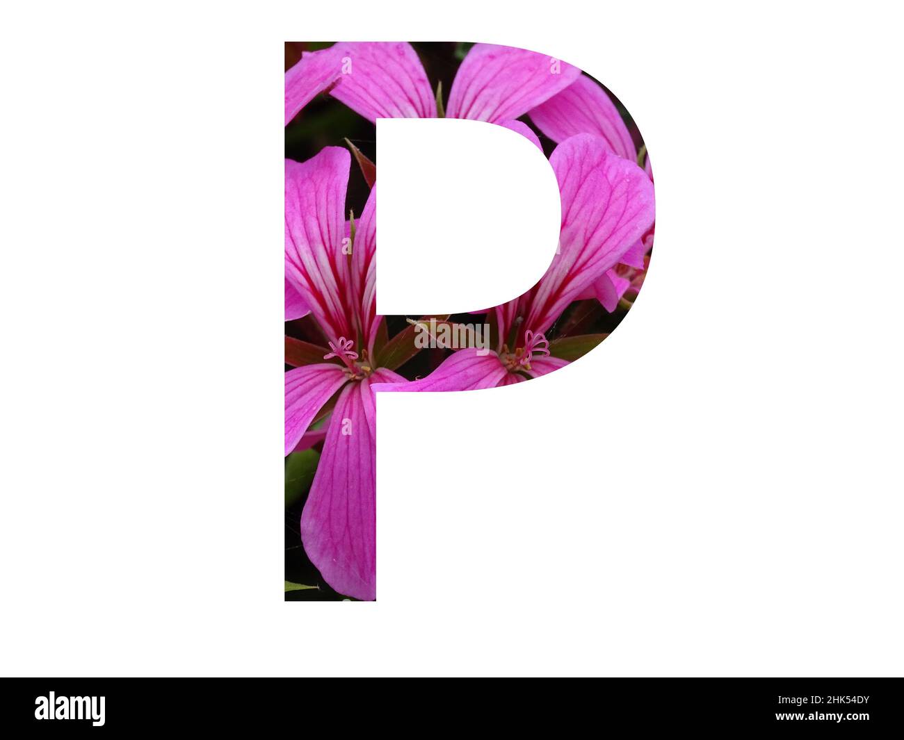 Letter P of the alphabet made with a pink flower of pelargonium ...