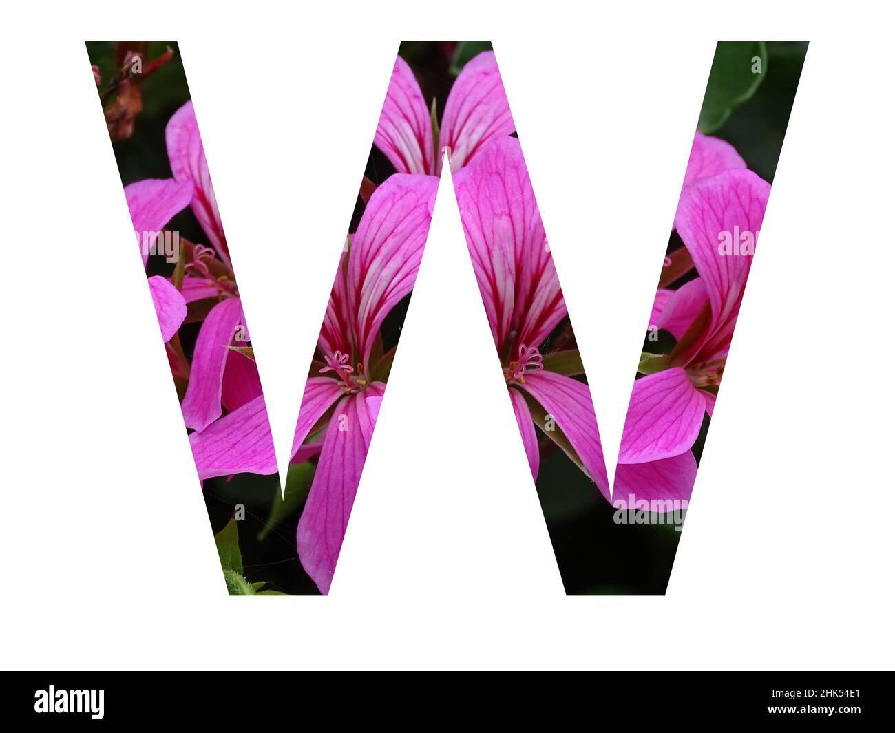 Letter W of the alphabet made with a pink flower of pelargonium ...