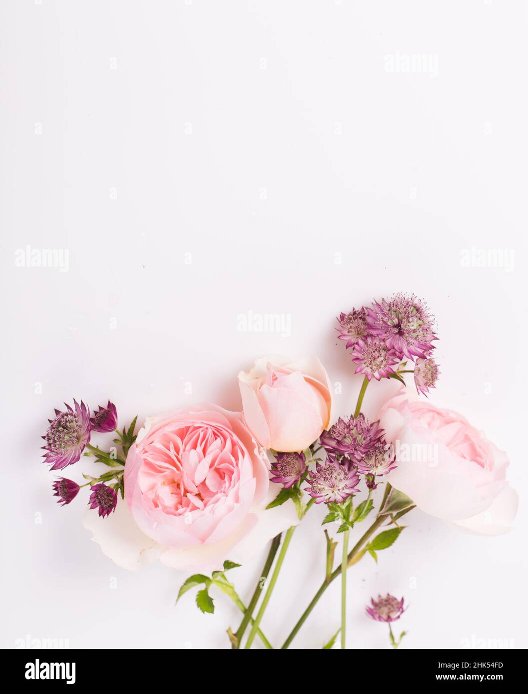 Festive pink flower rose frame on the white background Stock Photo - Alamy