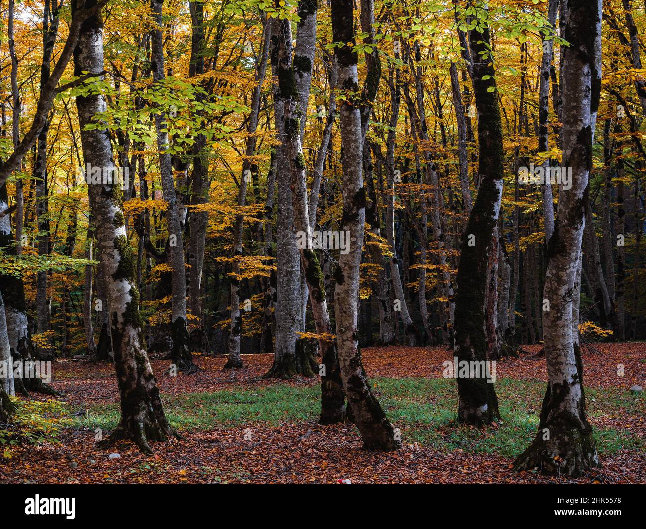 Sabaduri Forest, Tbilisi, Georgia (Sakartvelo), Central Asia, Asia ...
