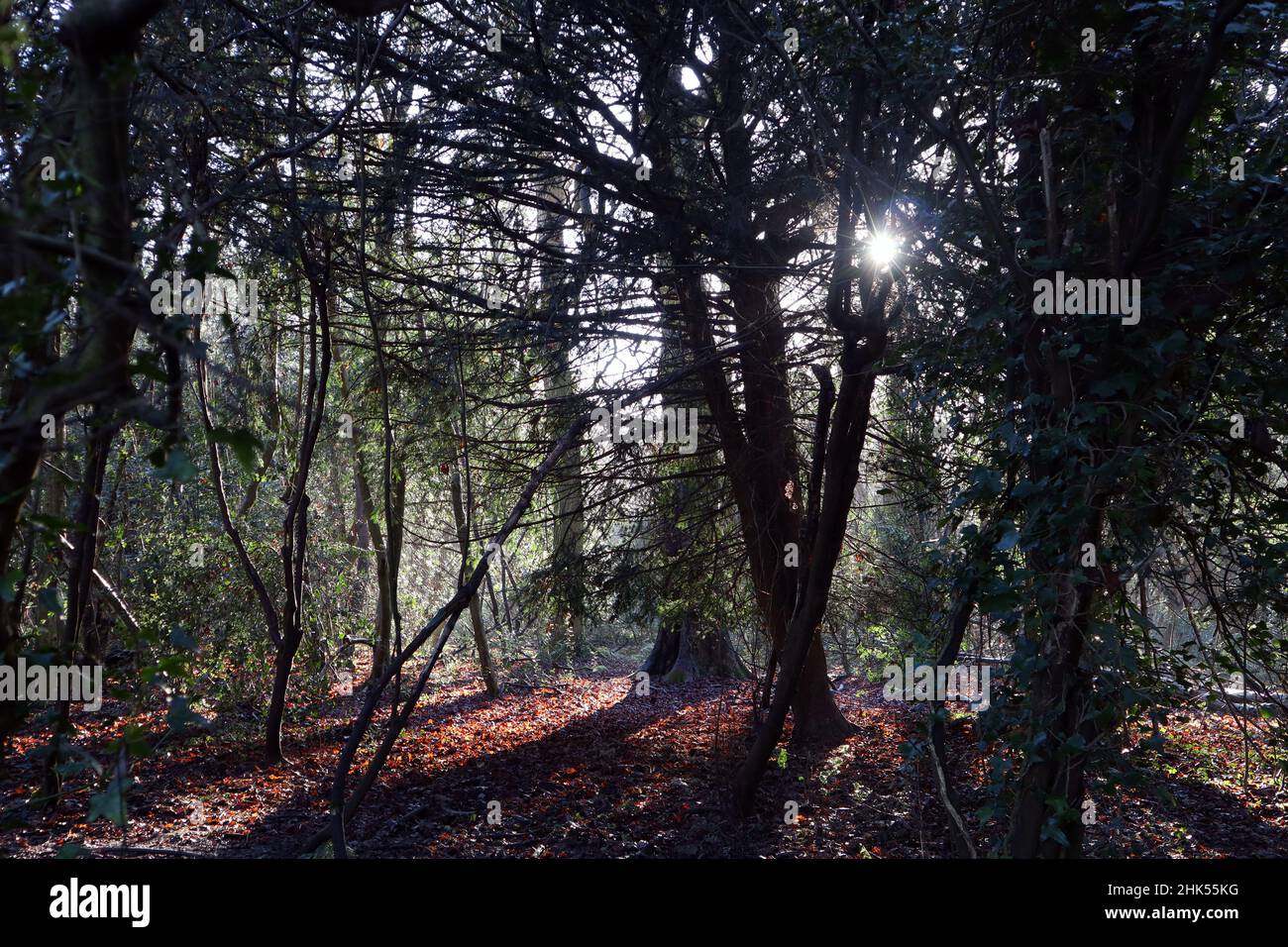 Winter sun rays through mist in a woodland Stock Photo - Alamy