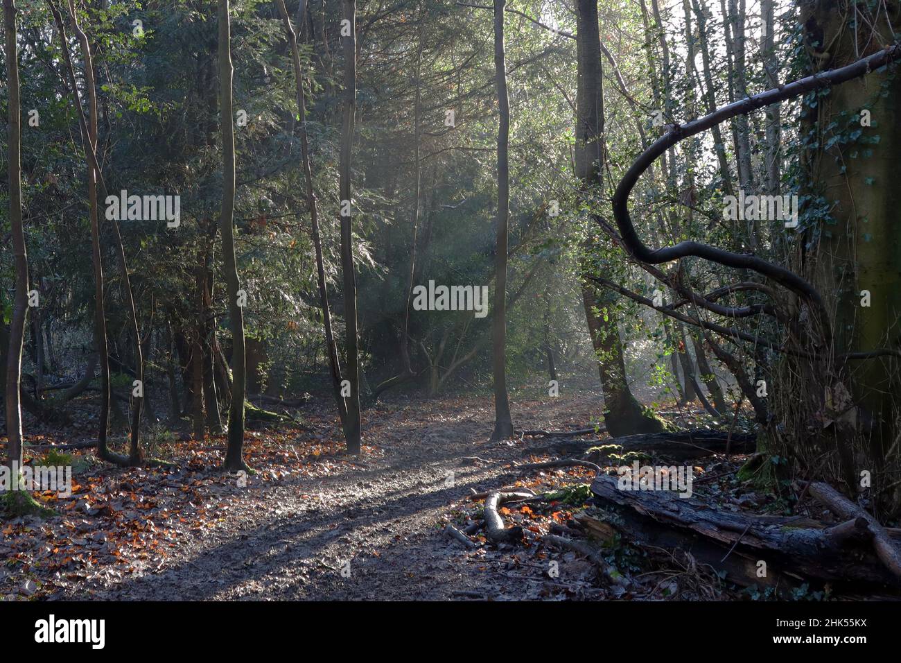 Winter sun rays through mist in a woodland Stock Photo - Alamy