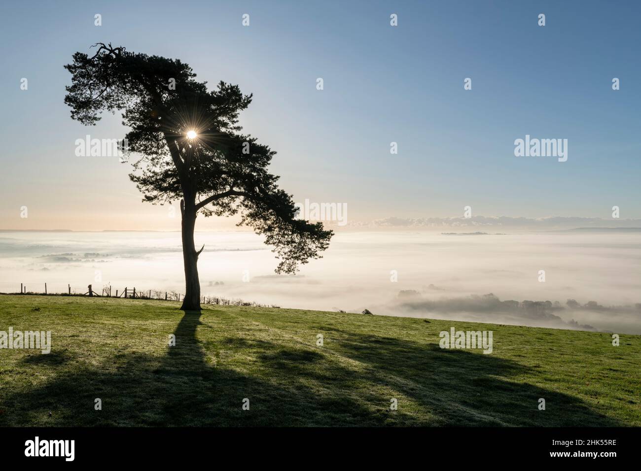 Top tree hi-res stock photography and images - Alamy