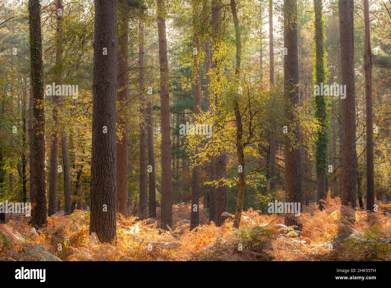 Woodland scene hi-res stock photography and images - Alamy