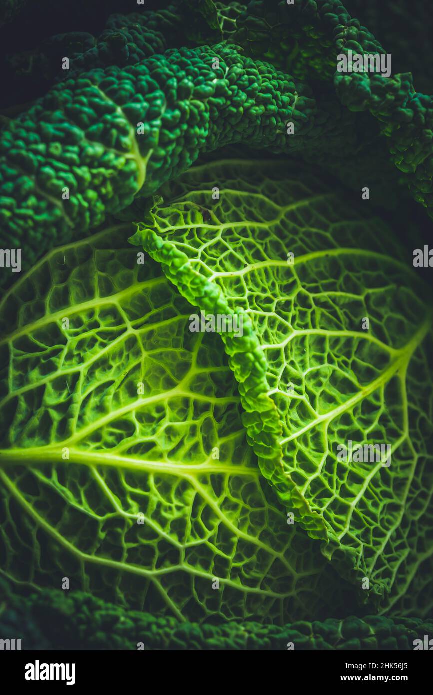 Savoy cabbage on a black background, close up, vertical Stock Photo - Alamy