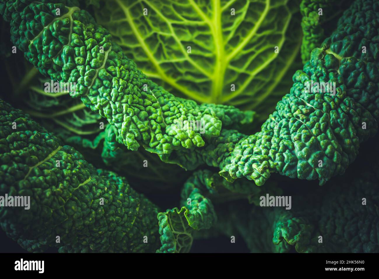 Black cabbage garden hi-res stock photography and images - Alamy