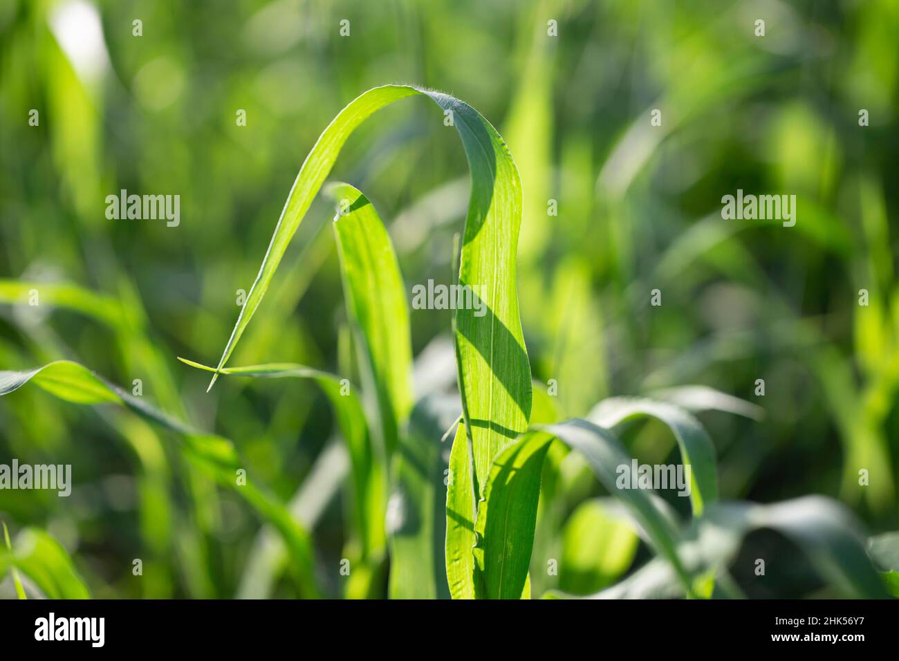 Green grass close-up planon illuminated by the sun. Ecological ...