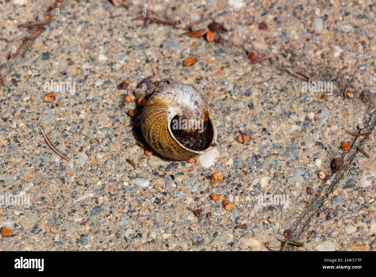 Empty snail shell hi-res stock photography and images - Alamy