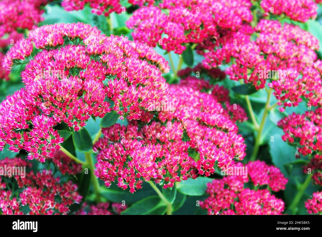 Joy colors hi-res stock photography and images - Alamy