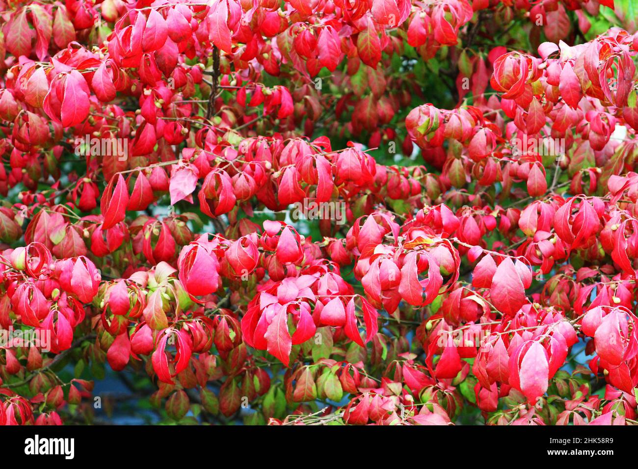 Burning bush plant hi-res stock photography and images - Alamy