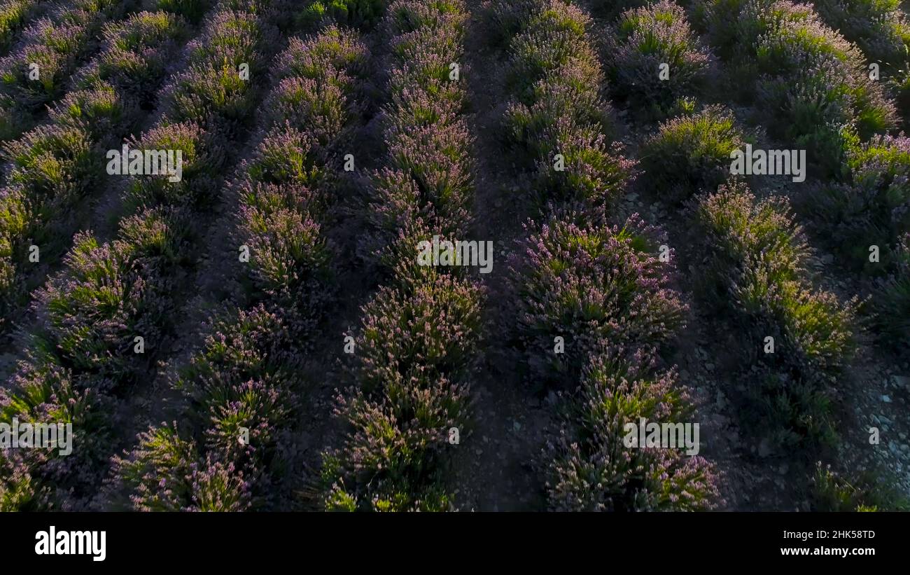 Top view of beautiful lavender bushes. Shot. Beautiful and fragrant ...