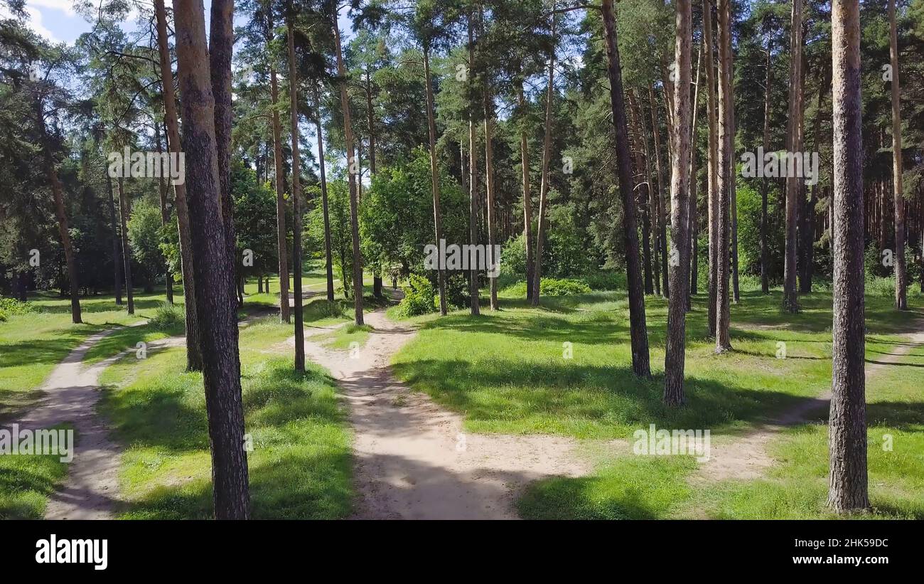 Top view of the path through the trees. Clip. Top view of the beautiful ...