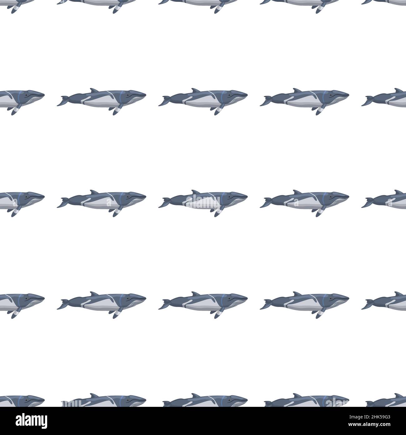 Seamless pattern lesser rorqual on white background. Template of ...