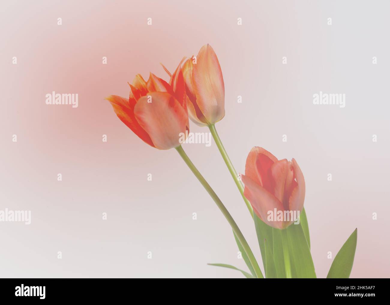 Silhouette of red tulips in a graphic effect Stock Photo - Alamy