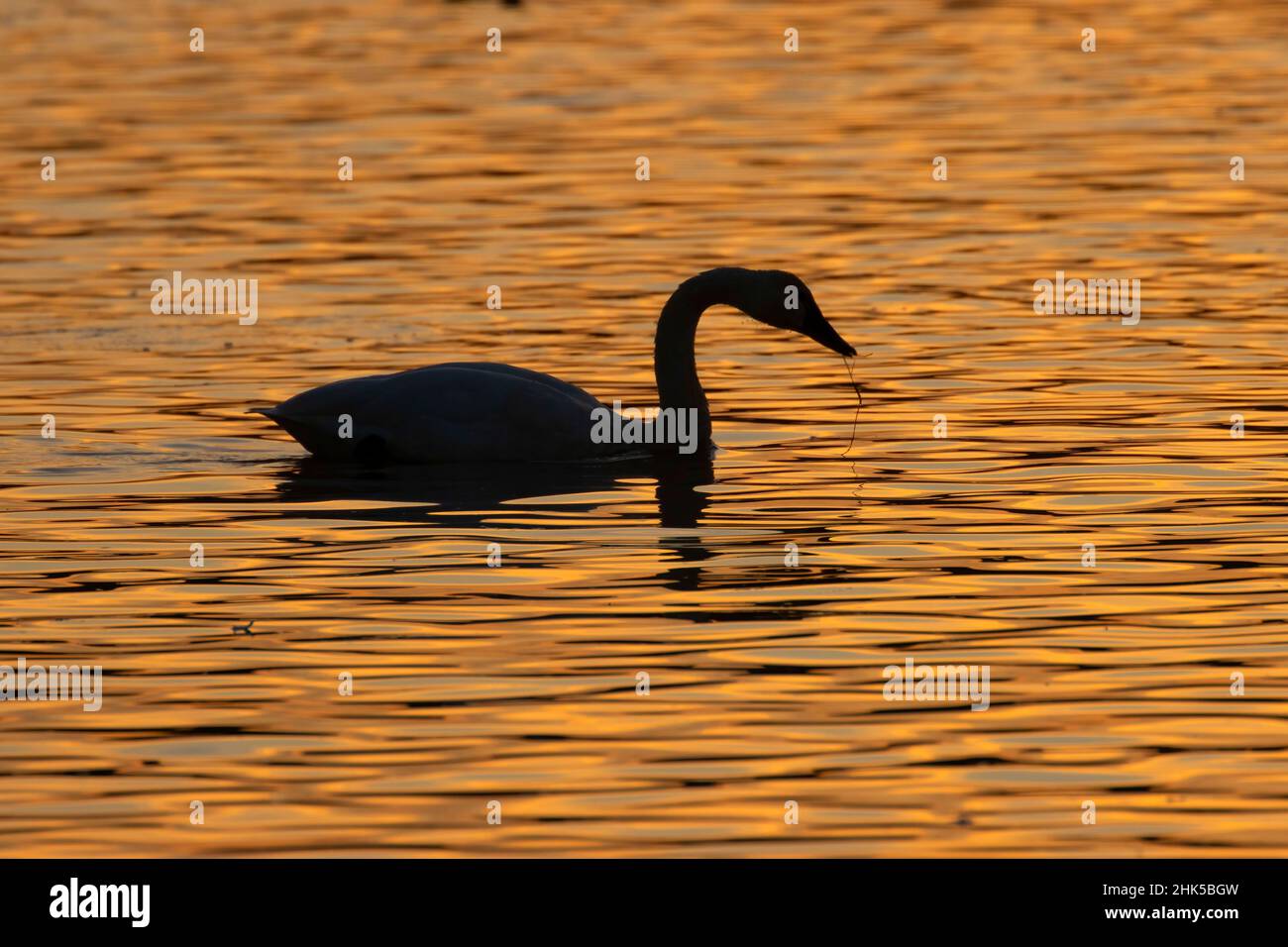 Tundra swan (Cygnus columbianus) dusk silhouette on McFadden Marsh ...