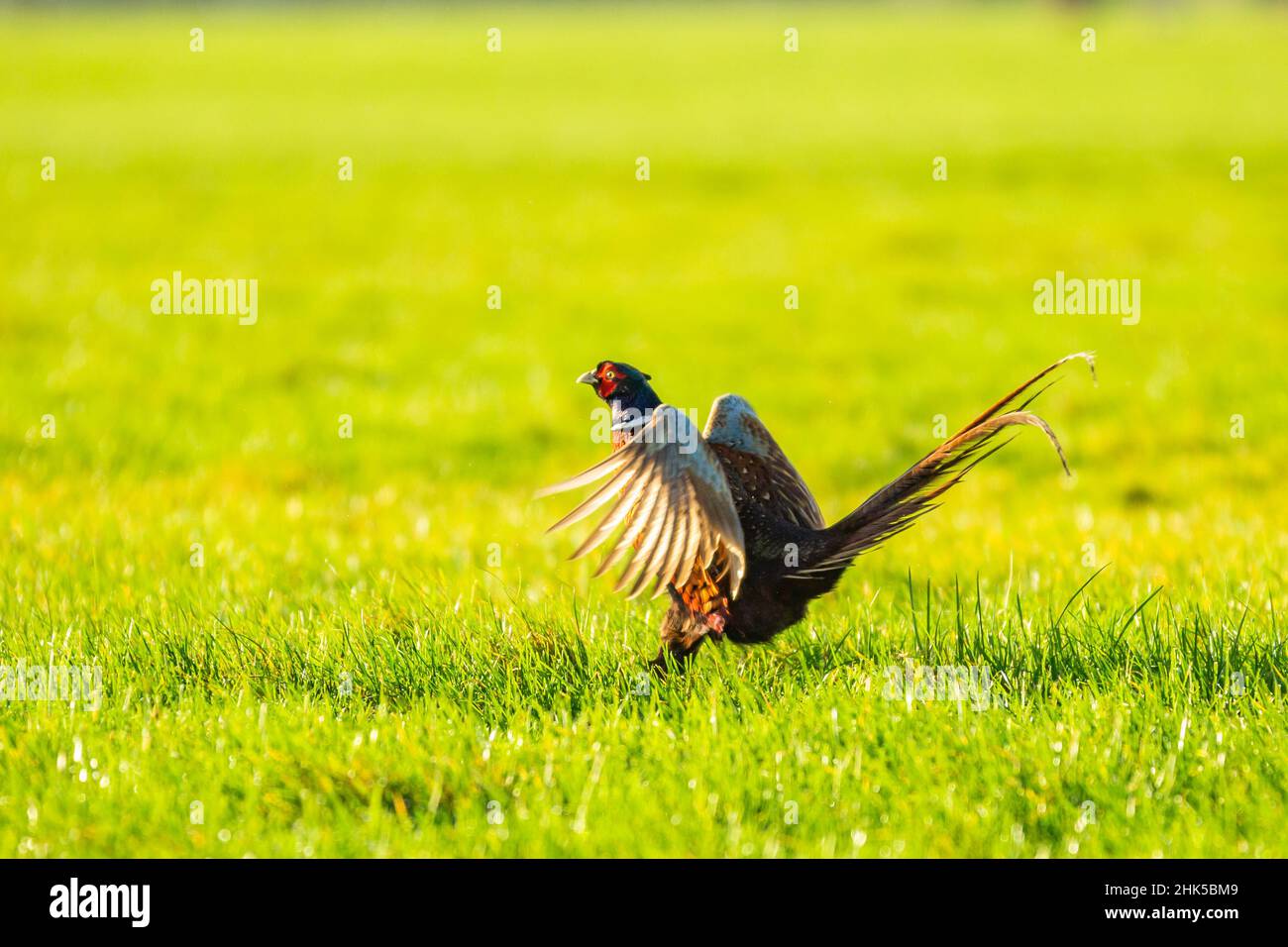 Close up of a Pheasant Rooster, Phasianus colchicus, in beautiful ...