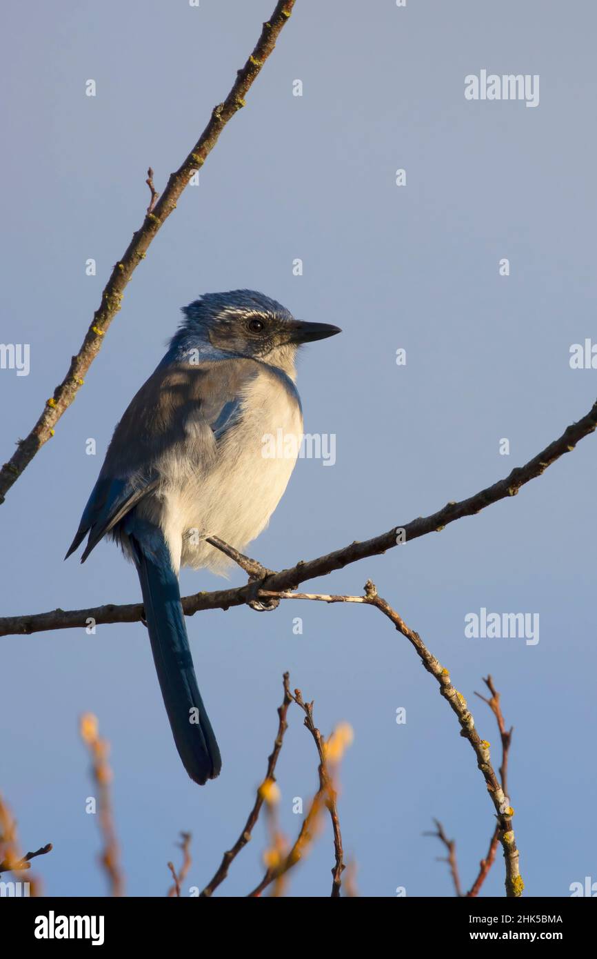 California Scrub-Jay (Aphelocoma californica), Ankeny National Wildlife ...