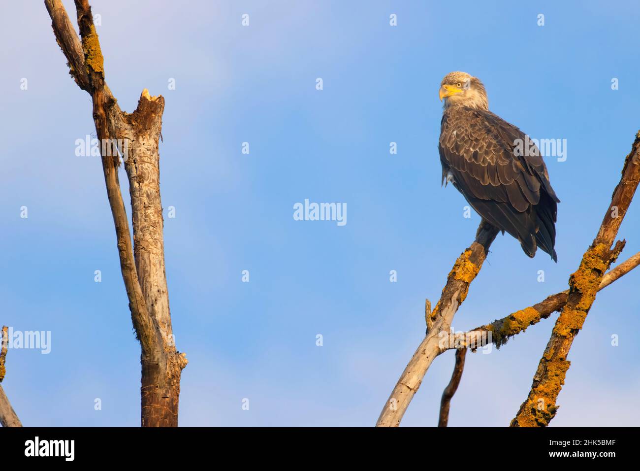Bald eagle (Haliaeetus leucocephalus), Ankeny National Wildlife Refuge ...