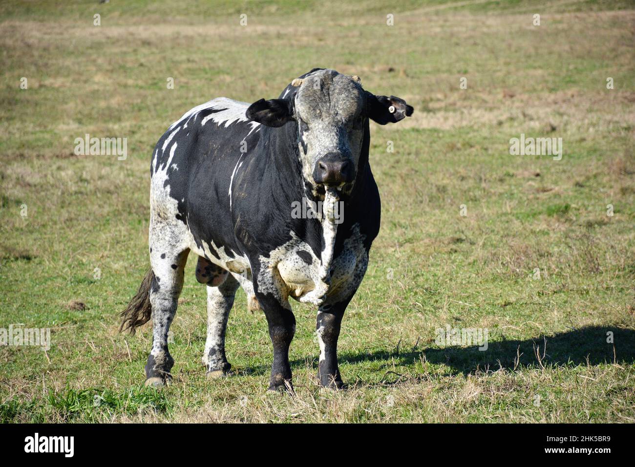 Rodeo pasture male ear head balls hoof cowtown hi-res stock photography ...