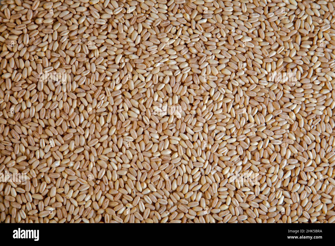Agricultural wheat grains texture, top view Stock Photo - Alamy