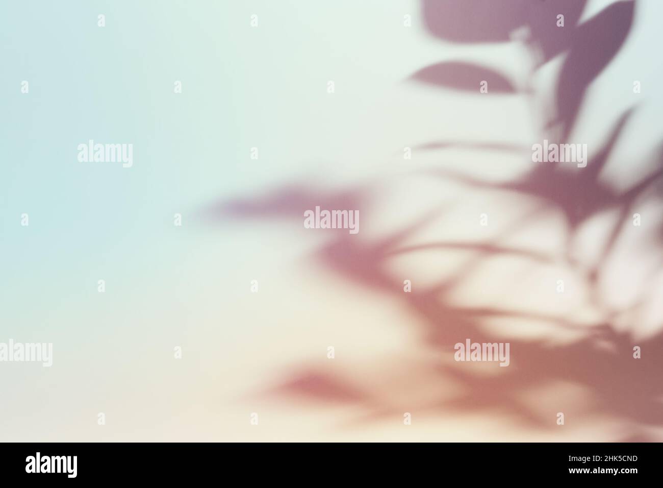 Natural foliage shadow on gradient paper background. Abstract pastel ...