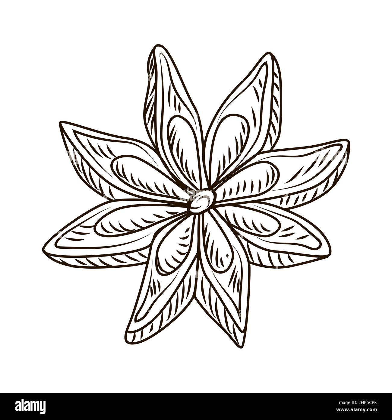 Anise in engraved style isolated on white background. Vintage sketch ...