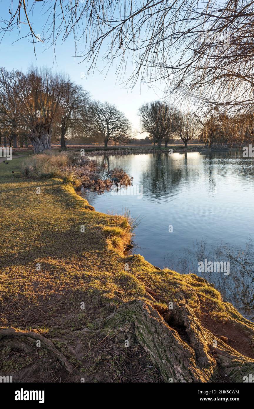 Tree roots beside water at Bushy Park in Surrey UK Stock Photo - Alamy