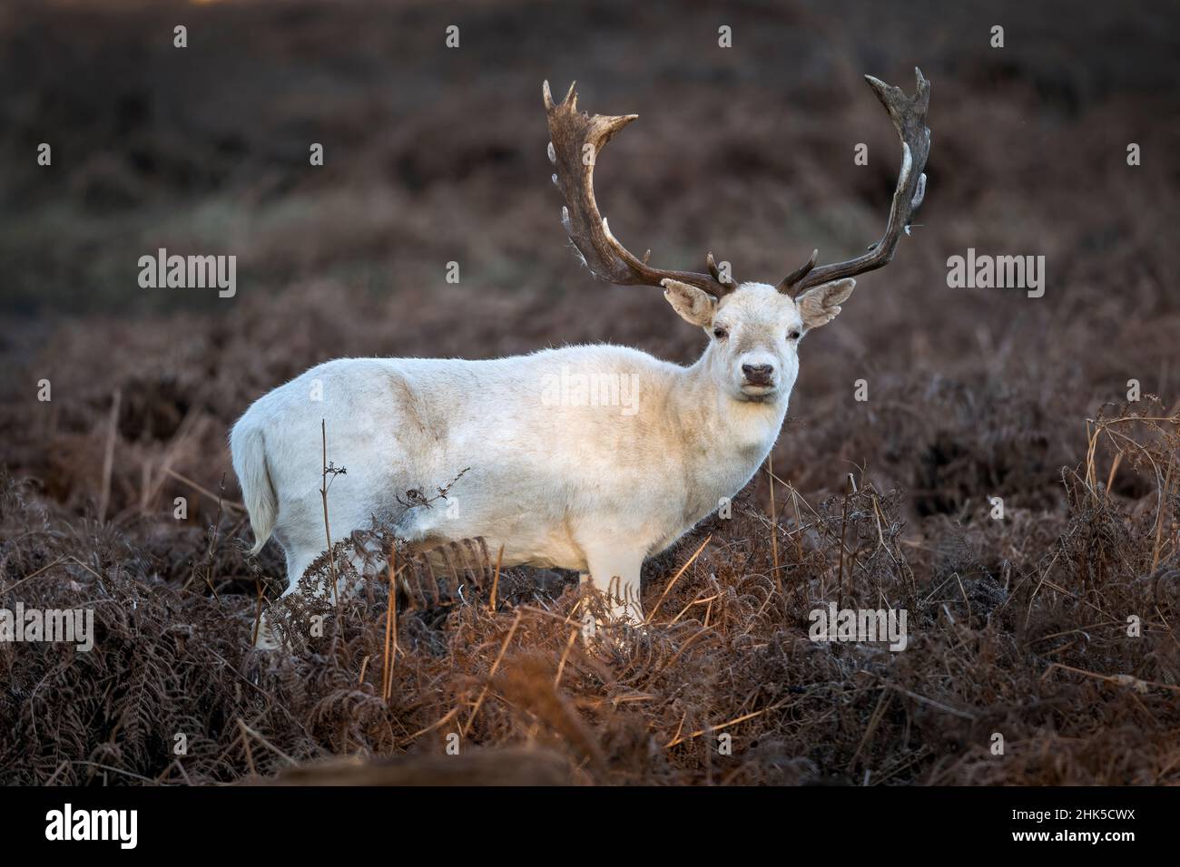 White magical looking deer Stock Photo - Alamy