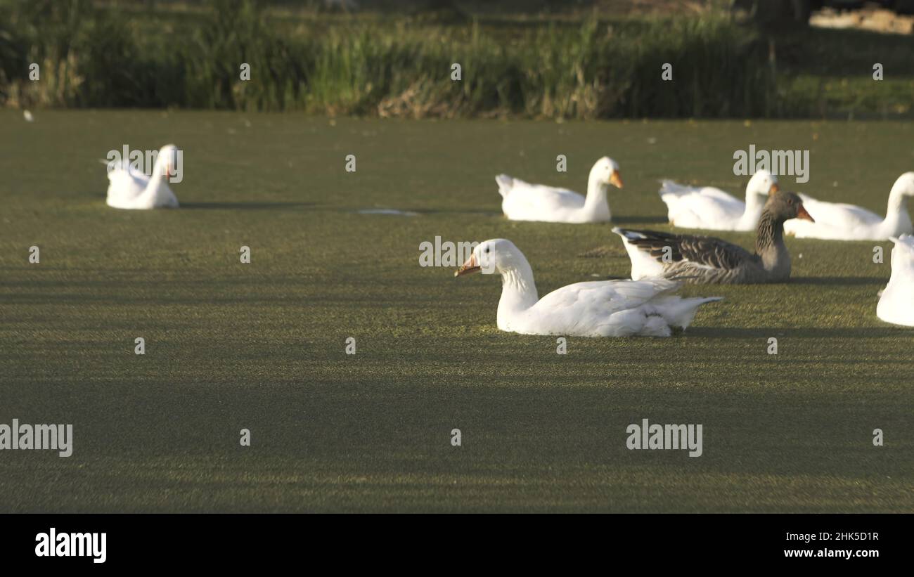 Many geese swim in the small pond with algae bloom. Beautiful natural ...