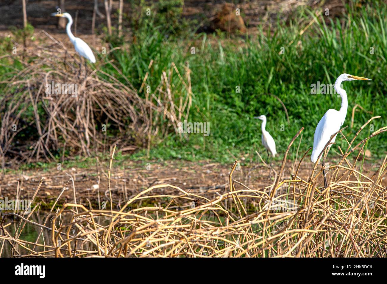 Nakhon Sawan, Thailand. 2nd Feb, 2022. Birds are seen in Bueng Boraphet ...