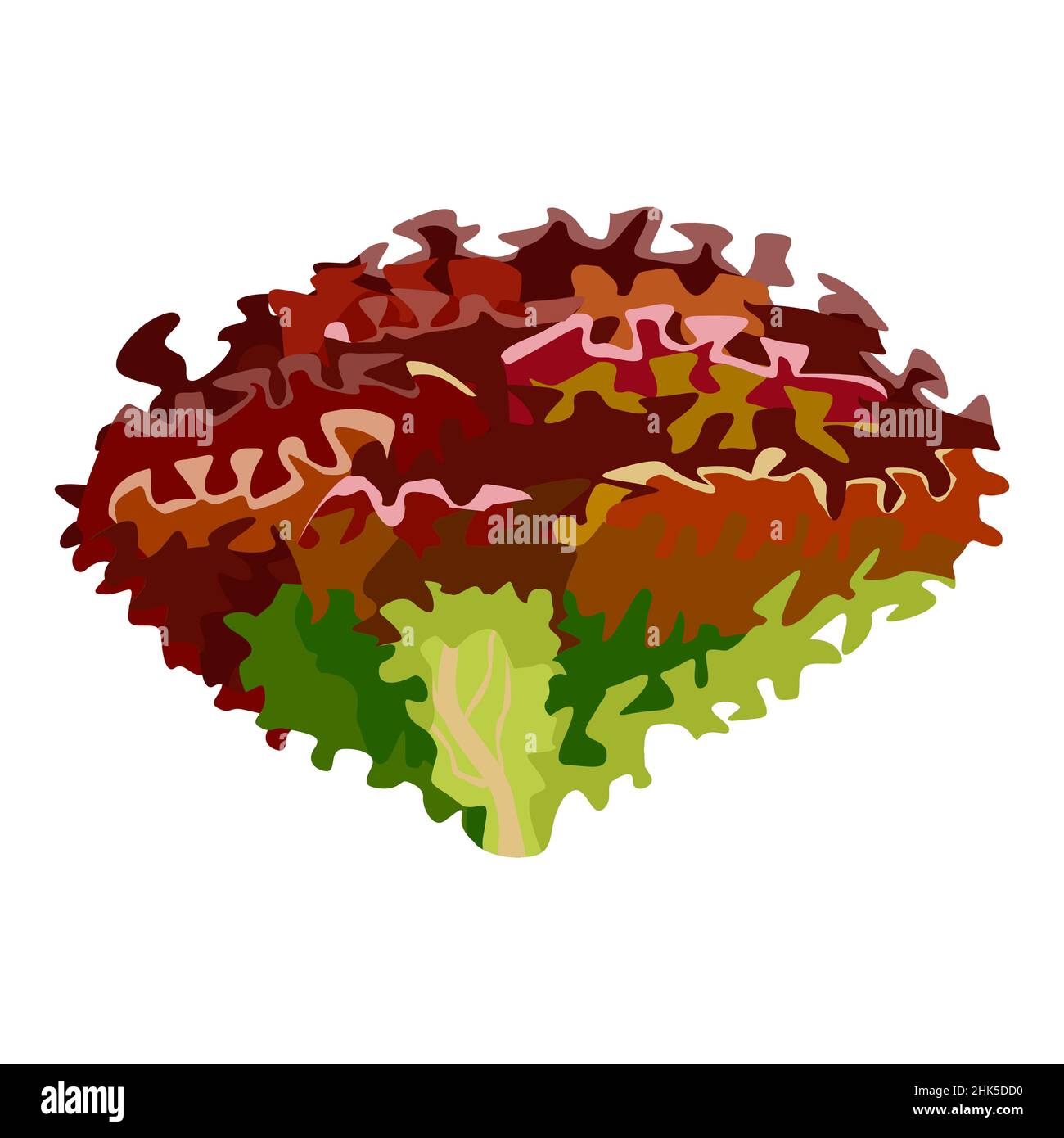 Lollo rossa lettuce isolated on white background. Kind salad in flat ...