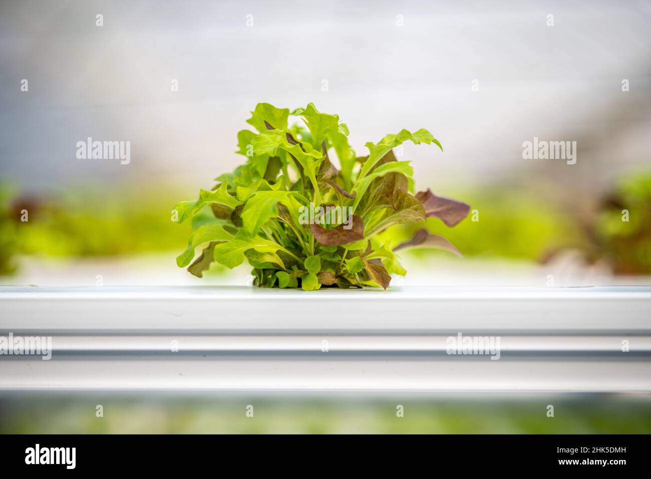 Micogreens hi-res stock photography and images - Alamy