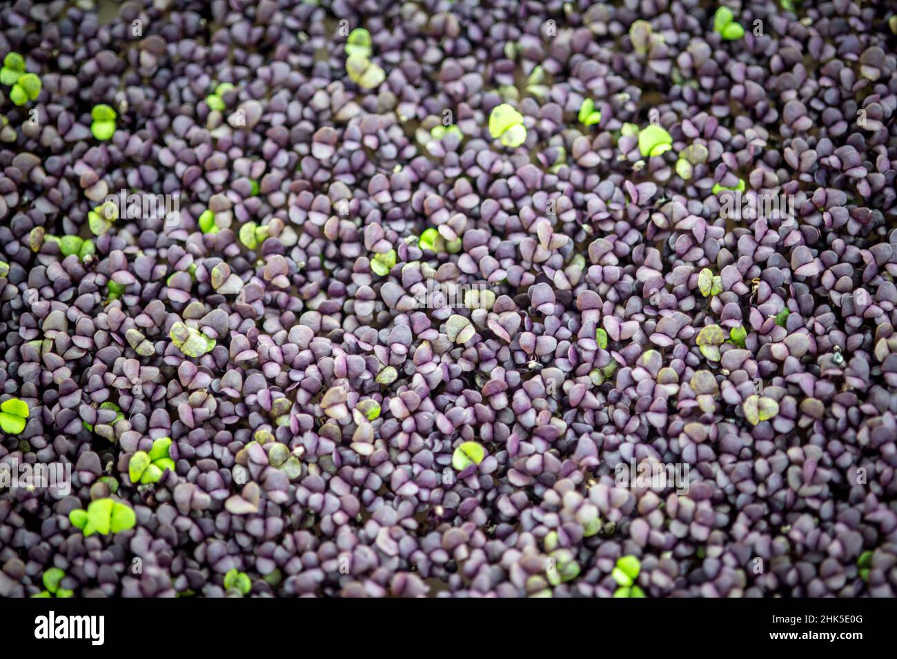 Radish microgreens hi-res stock photography and images - Alamy
