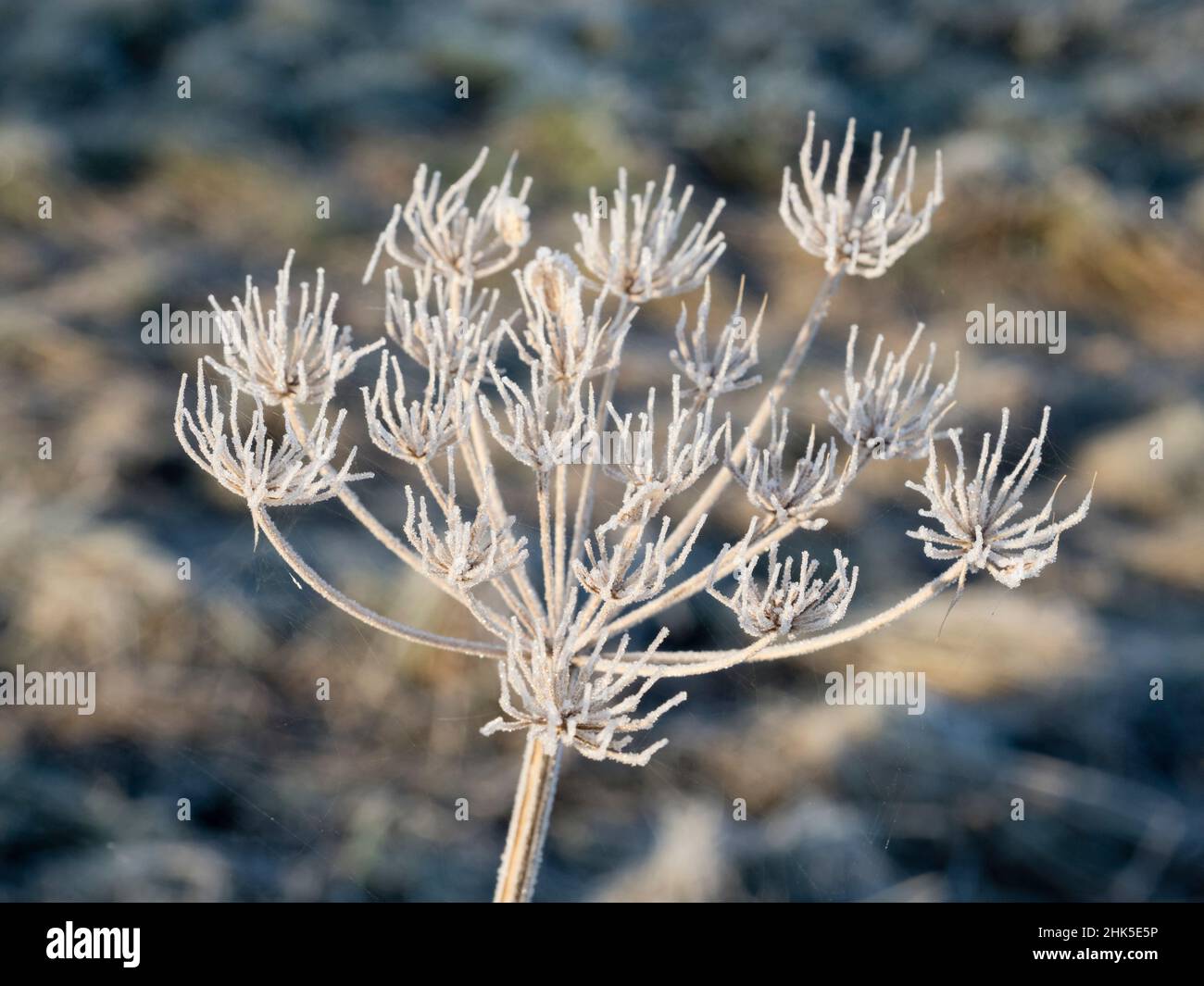 Plant family apiaceae hi-res stock photography and images - Alamy