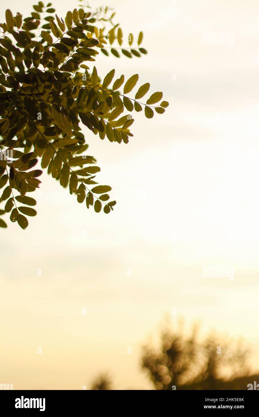 Spring tamarind branches on the sunset sky. A majestic green tamarind ...