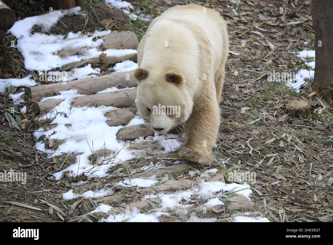 XI'AN, CHINA - FEBRUARY 2, 2022 - The world's only captive brown giant ...