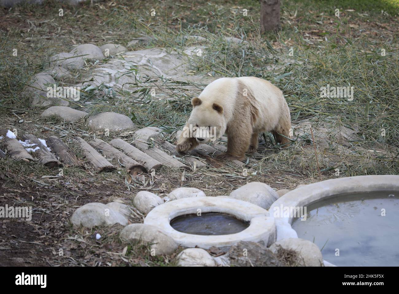 XI'AN, CHINA - FEBRUARY 2, 2022 - The world's only captive brown giant ...