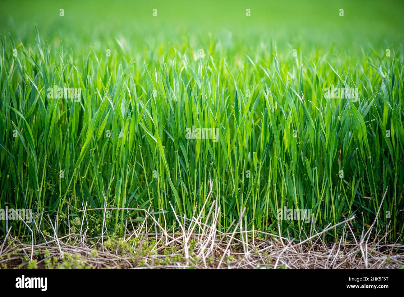 Cover Crops on Eastern Shore Of Maryland Stock Photo - Alamy