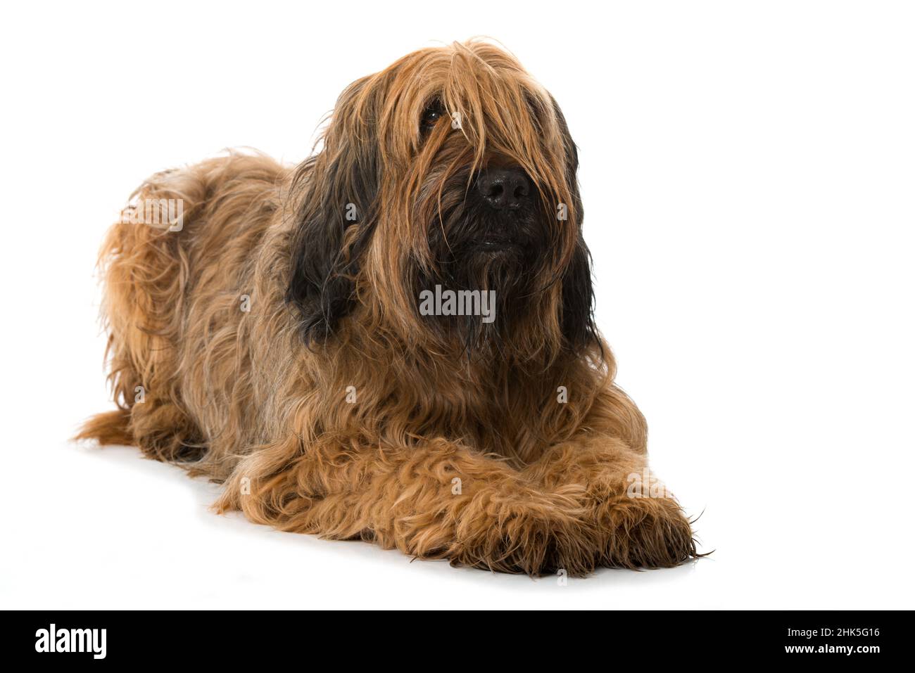Briard Is Ill With Pseudorabies