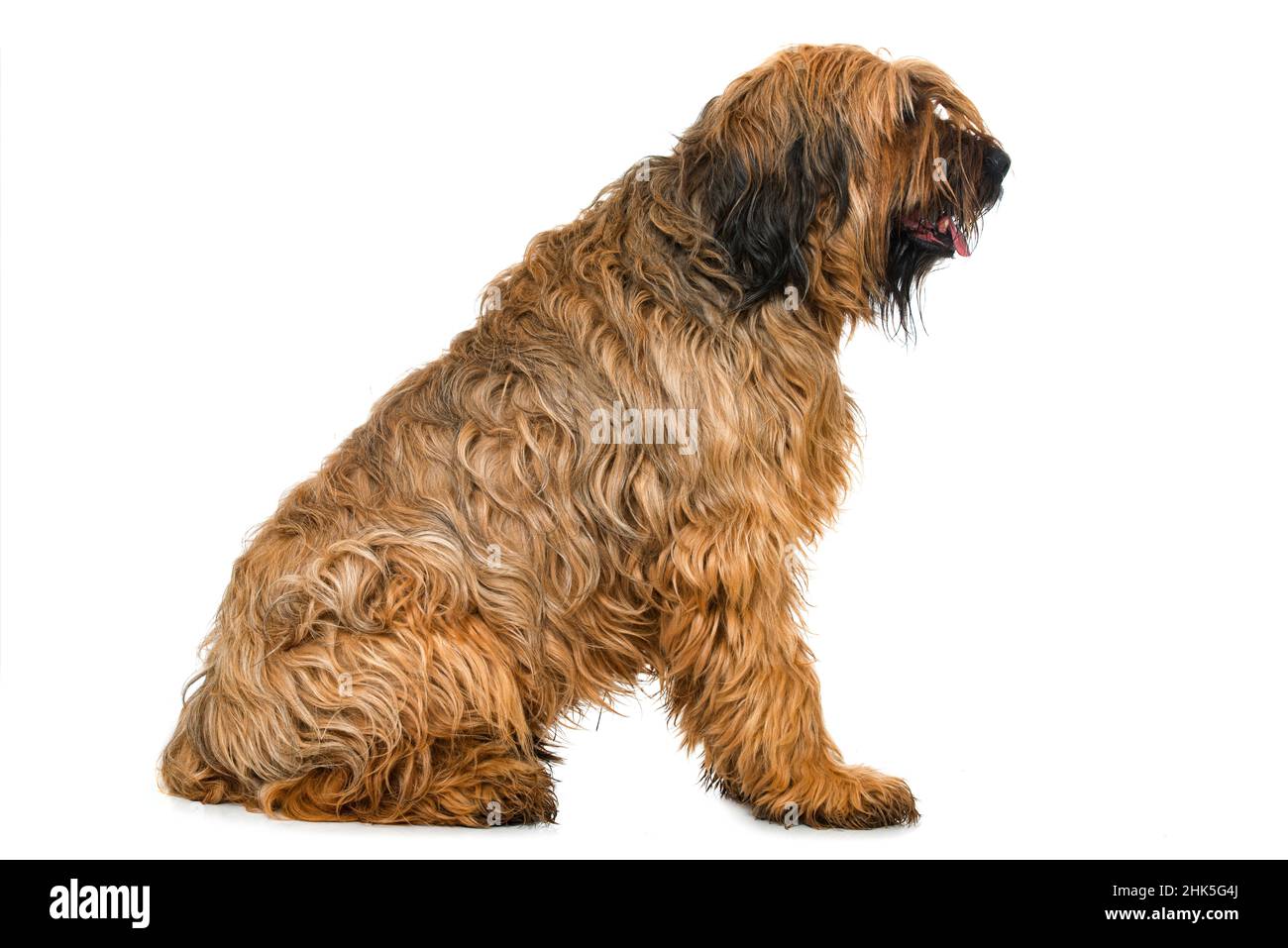 White briard hi-res stock photography and images - Alamy