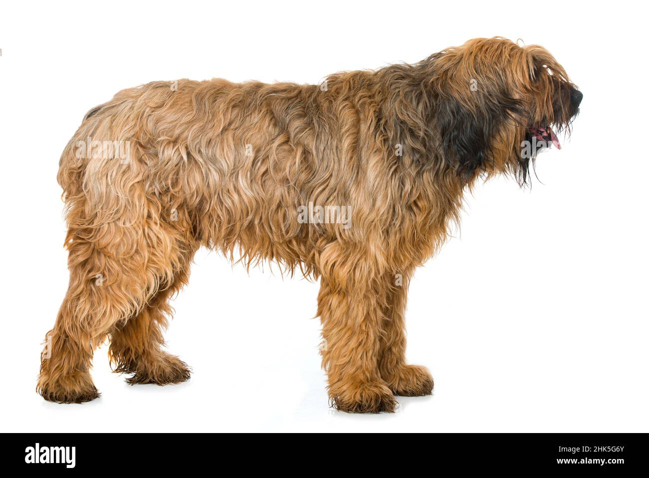 Briard dog isolated on white Stock Photo - Alamy