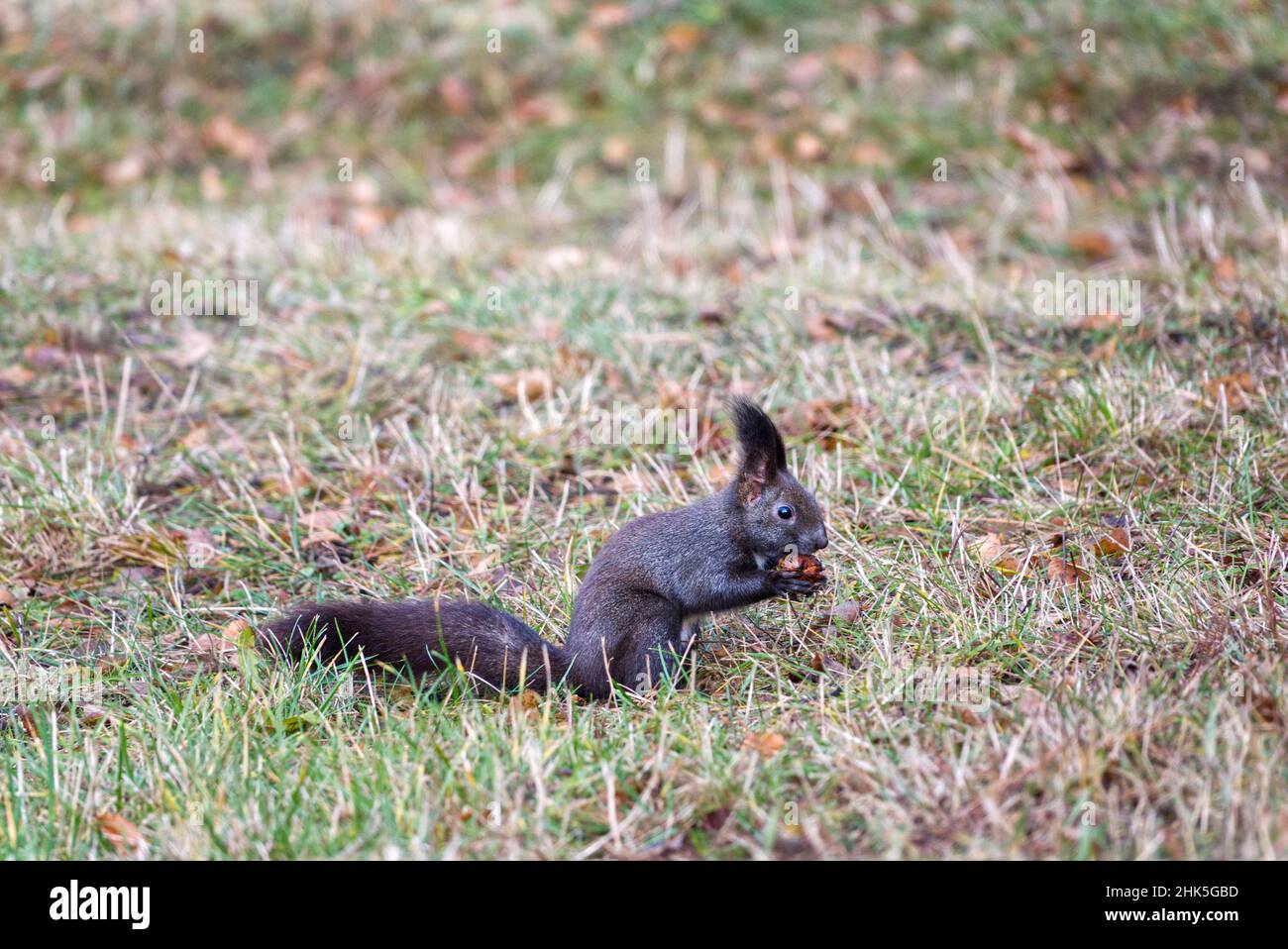 Black red squirrel hi-res stock photography and images - Alamy
