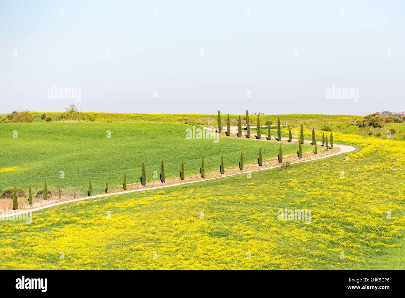 Road with cypress trees in the rural Italian flowering landscape Stock ...