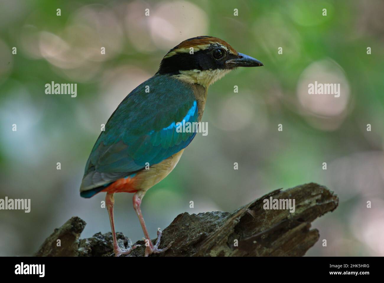 Fairy pitta hi-res stock photography and images - Alamy