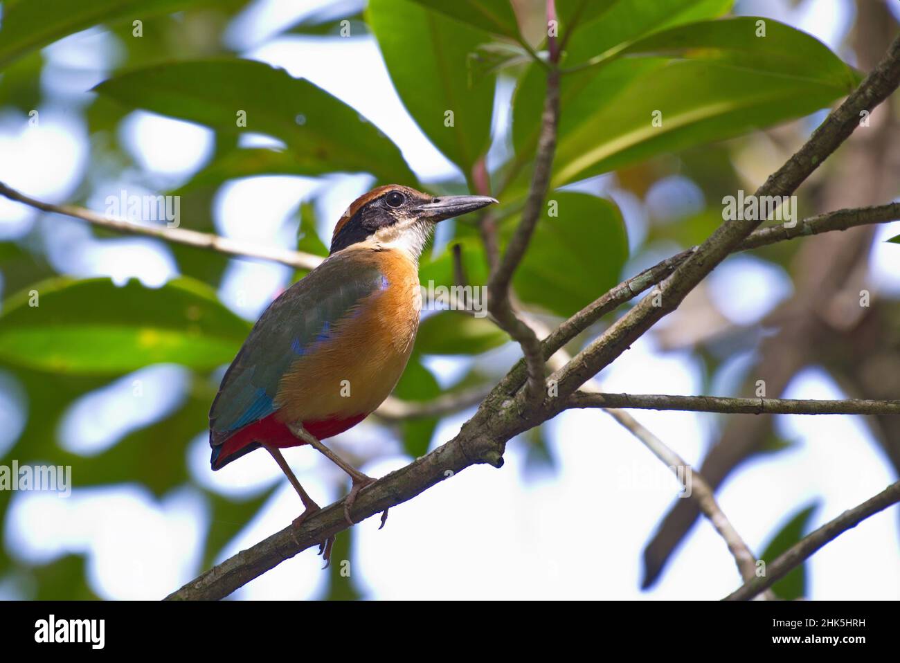 Variety of Pitta birds Stock Photo - Alamy