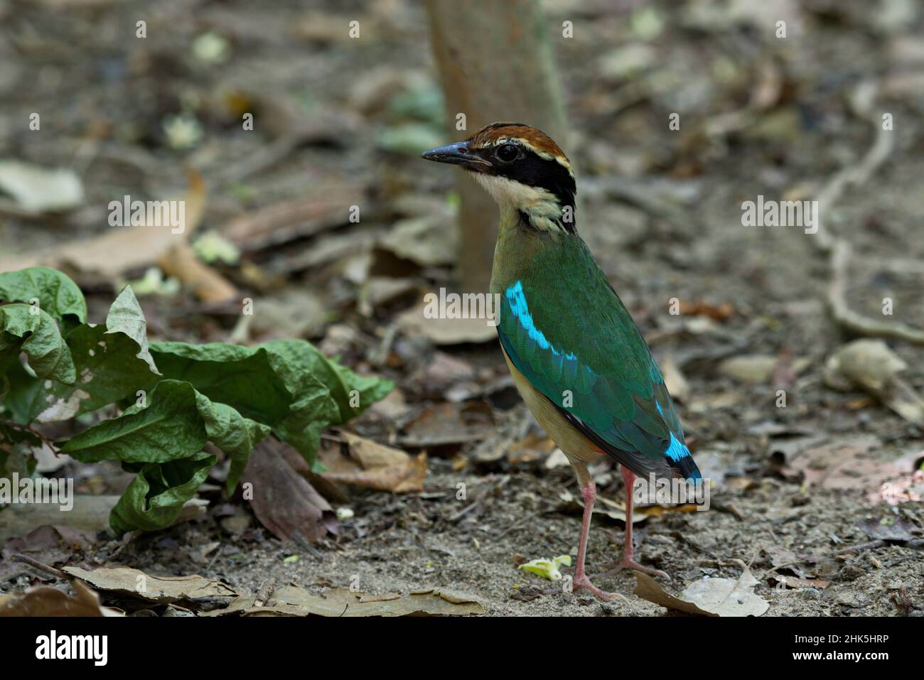 Fairy PittaVariety of Pitta birds Stock Photo - Alamy